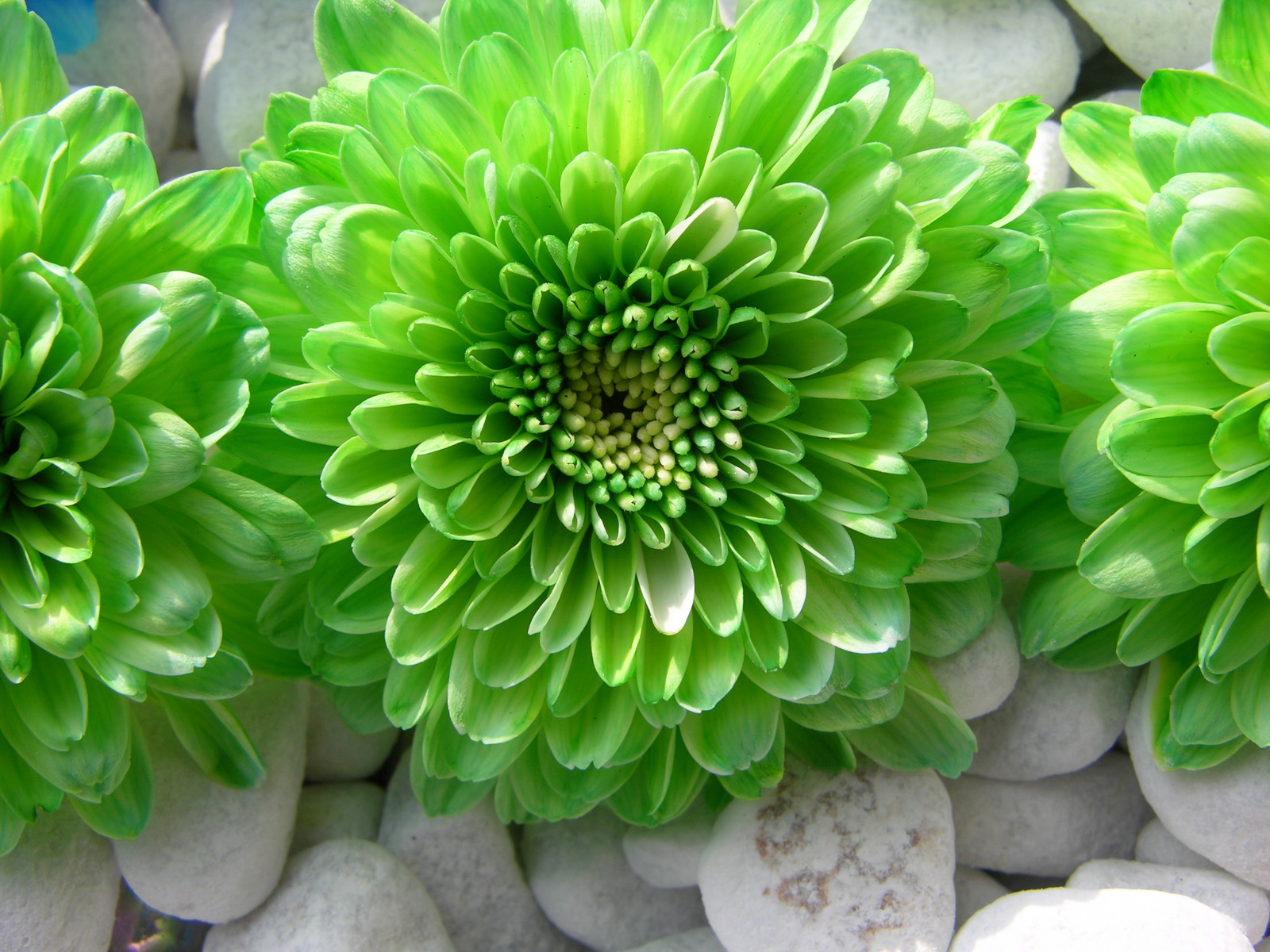Amazing Green Flowers Wallpaper 1600x1200 22458 Amazing Green Flowers Wallpaper 1600x1200 22458