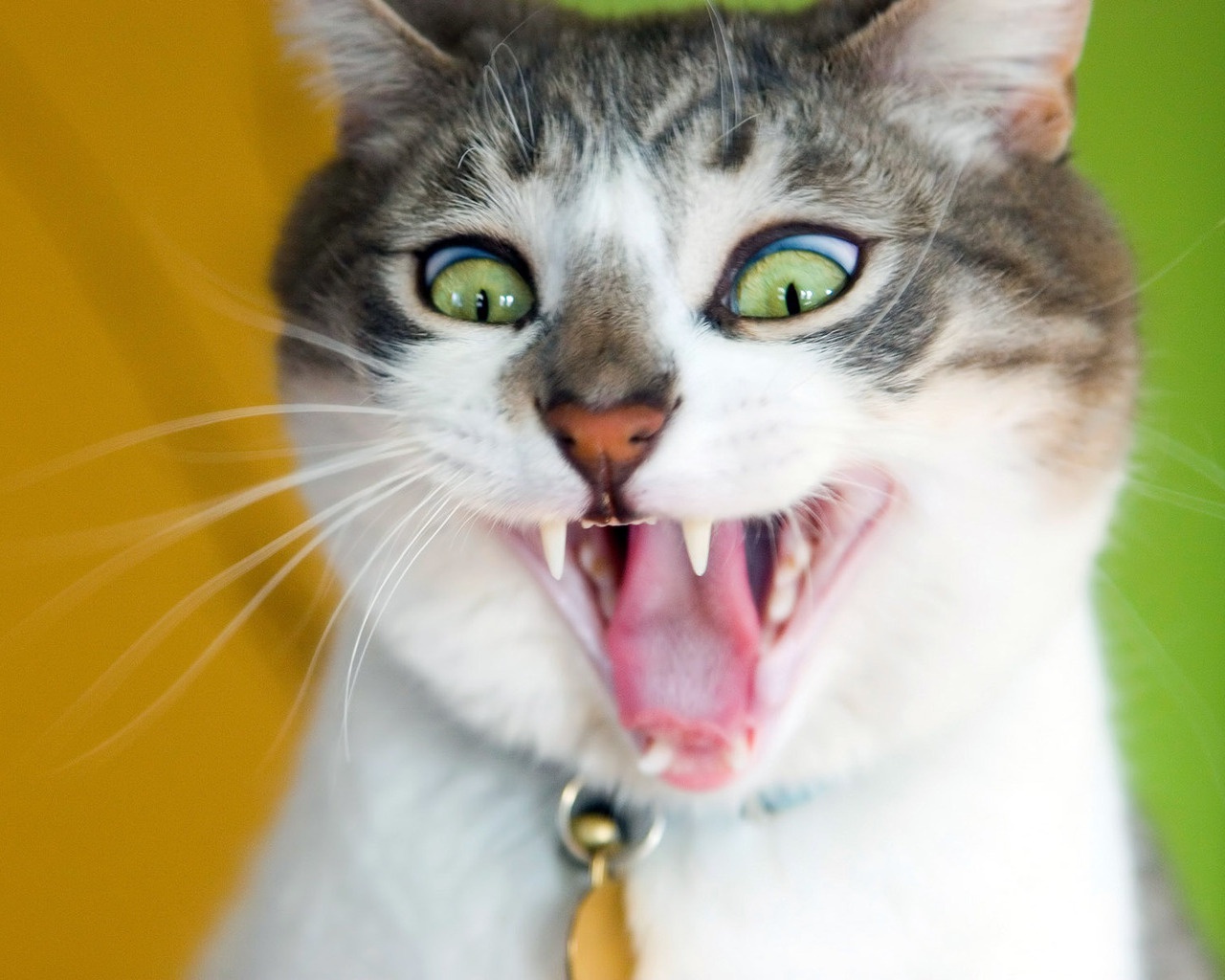 Crazy Cat Wallpaper 1280x1024 84595 Crazy Cat Wallpaper 1280x1024 84595