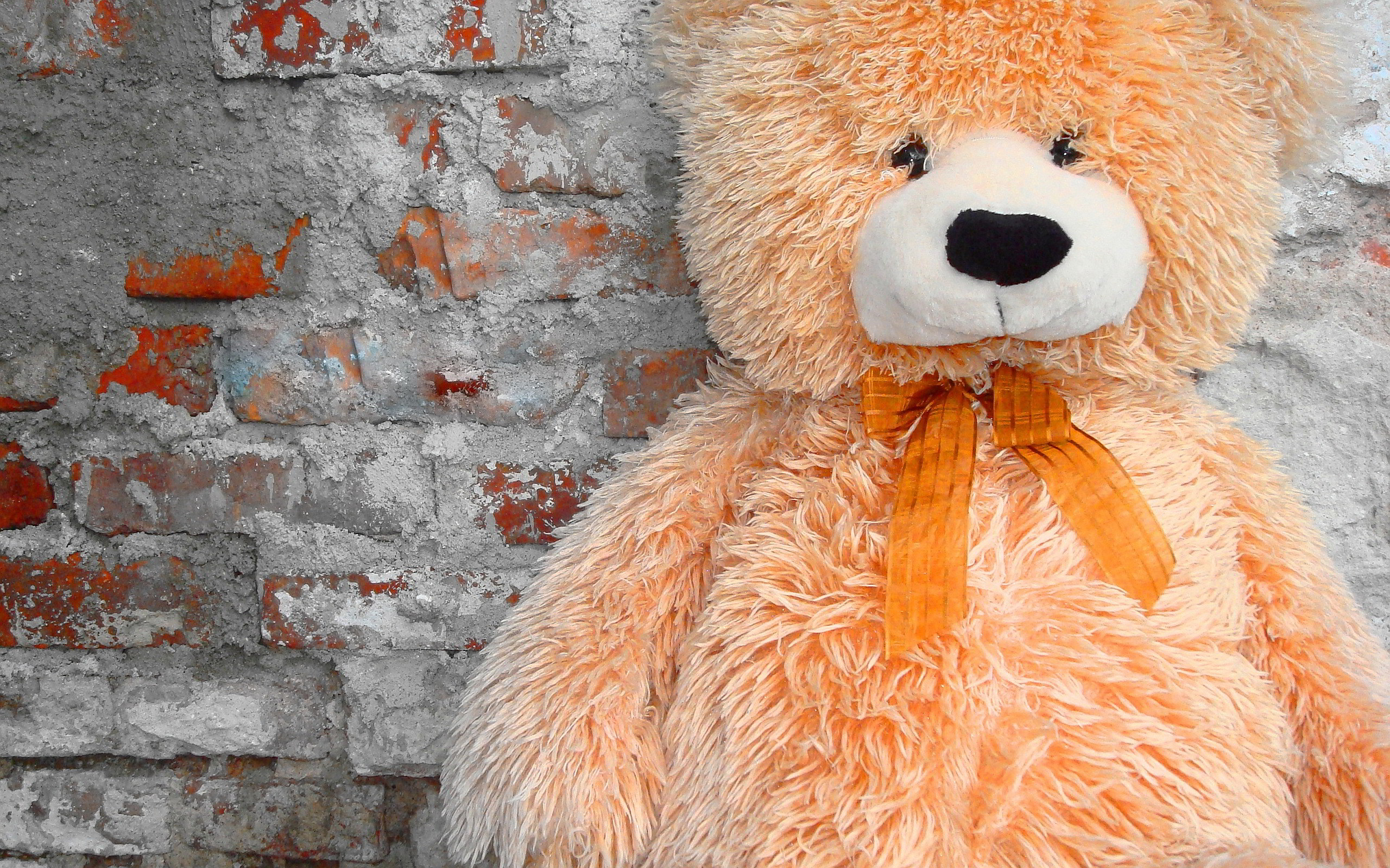Fluffy Teddy Wallpaper 2560x1600 27976 Fluffy Teddy Wallpaper 2560x1600 27976