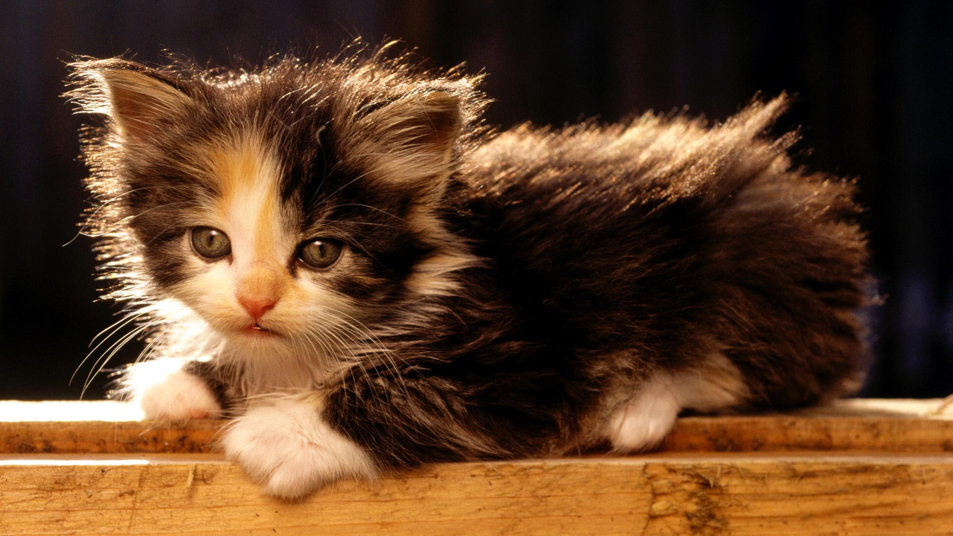 Little Fluffy Kitten Wallpaper 1920x1080 13683 Little Fluffy Kitten Wallpaper 1920x1080 13683