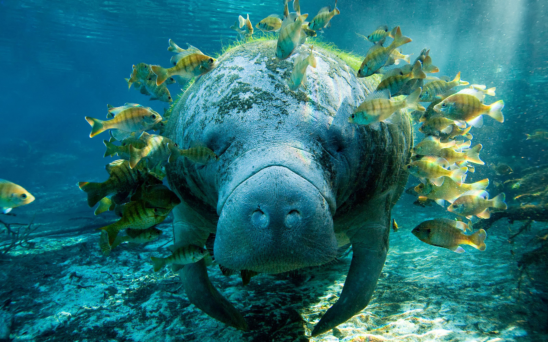 Manatees Wallpaper 1920x1200 58791 Manatees Wallpaper 1920x1200 58791