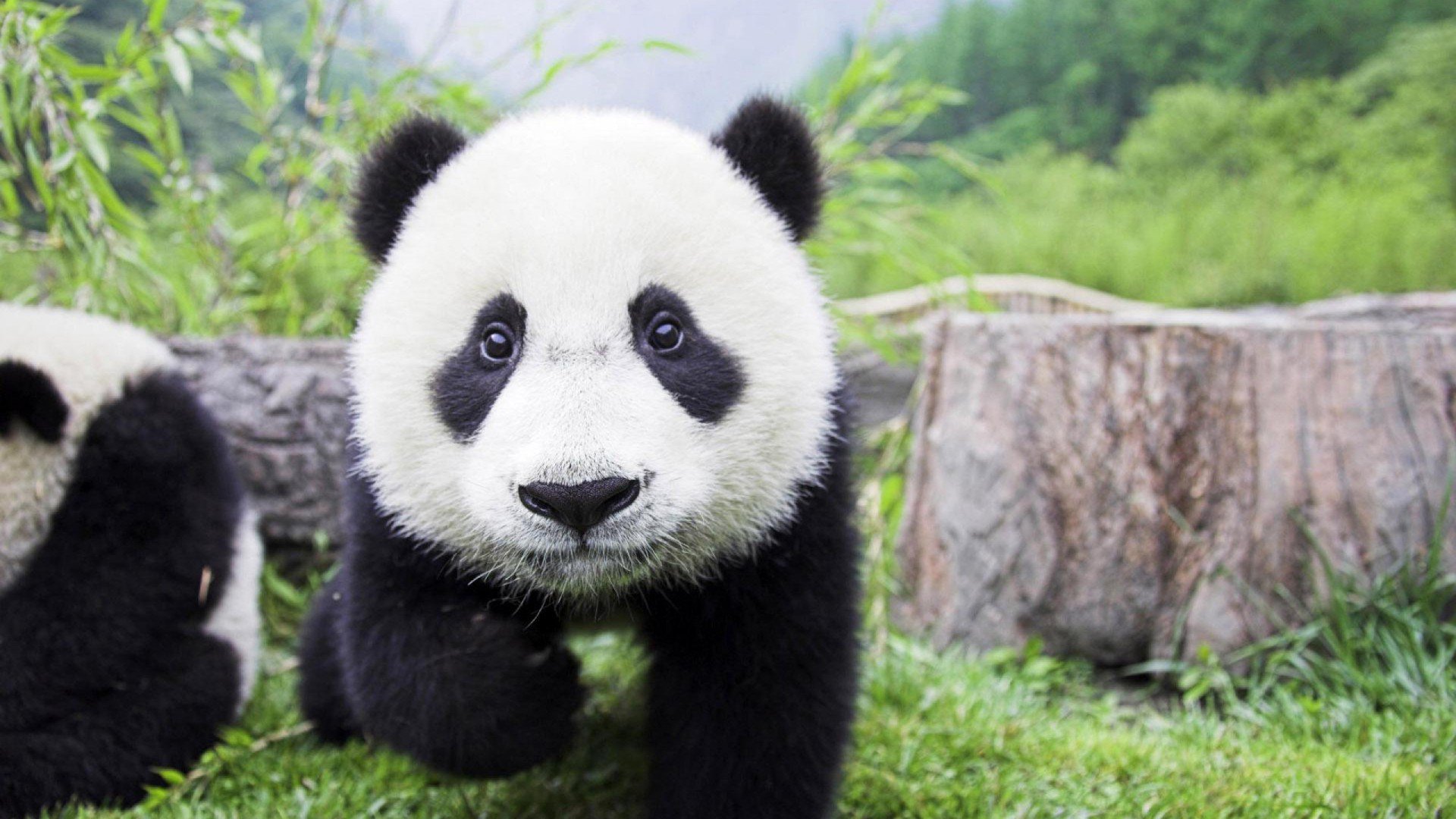 Panda Baby Cute Wallpaper 1920x1080 13922