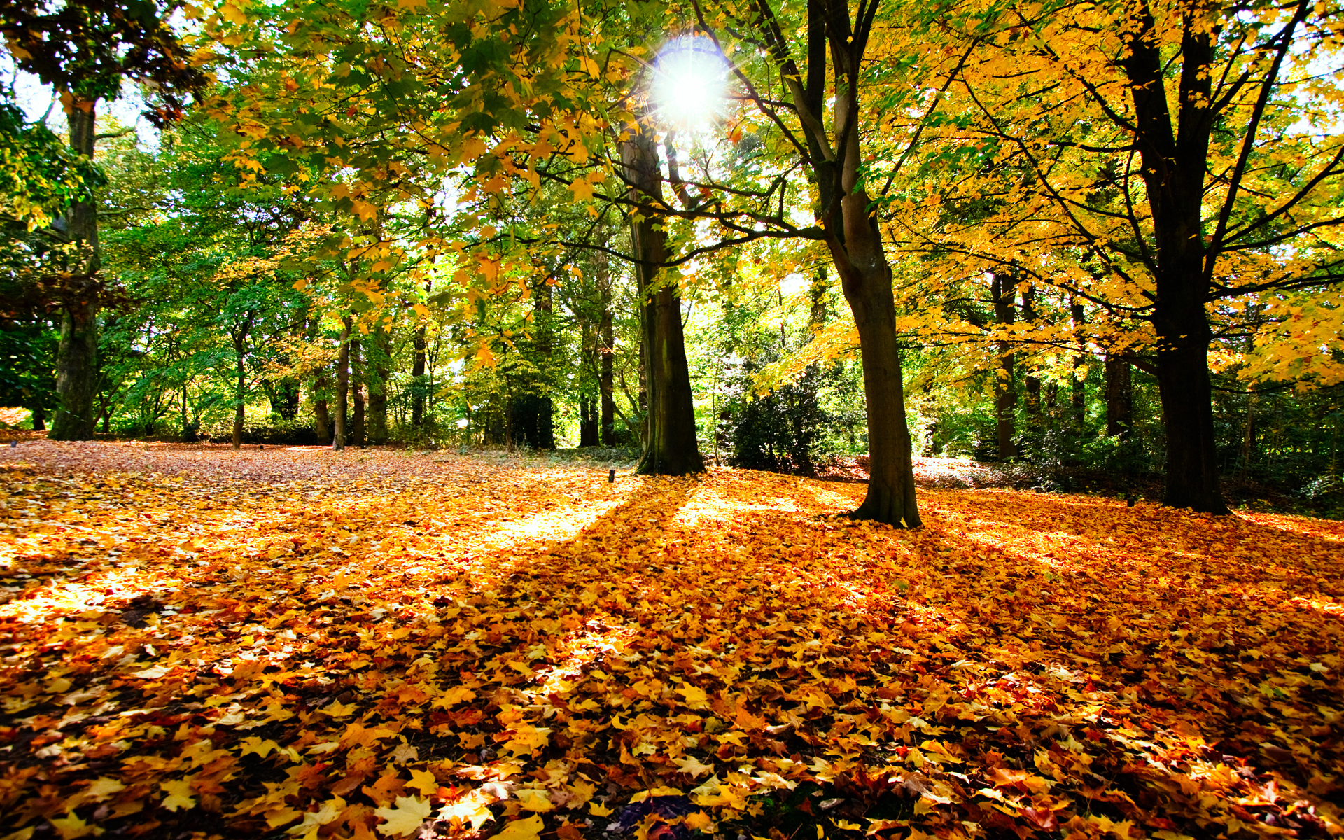 Beautiful Fallen Leaves Wallpaper 1920x1200 29317 Beautiful Fallen Leaves Wallpaper 1920x1200 29317