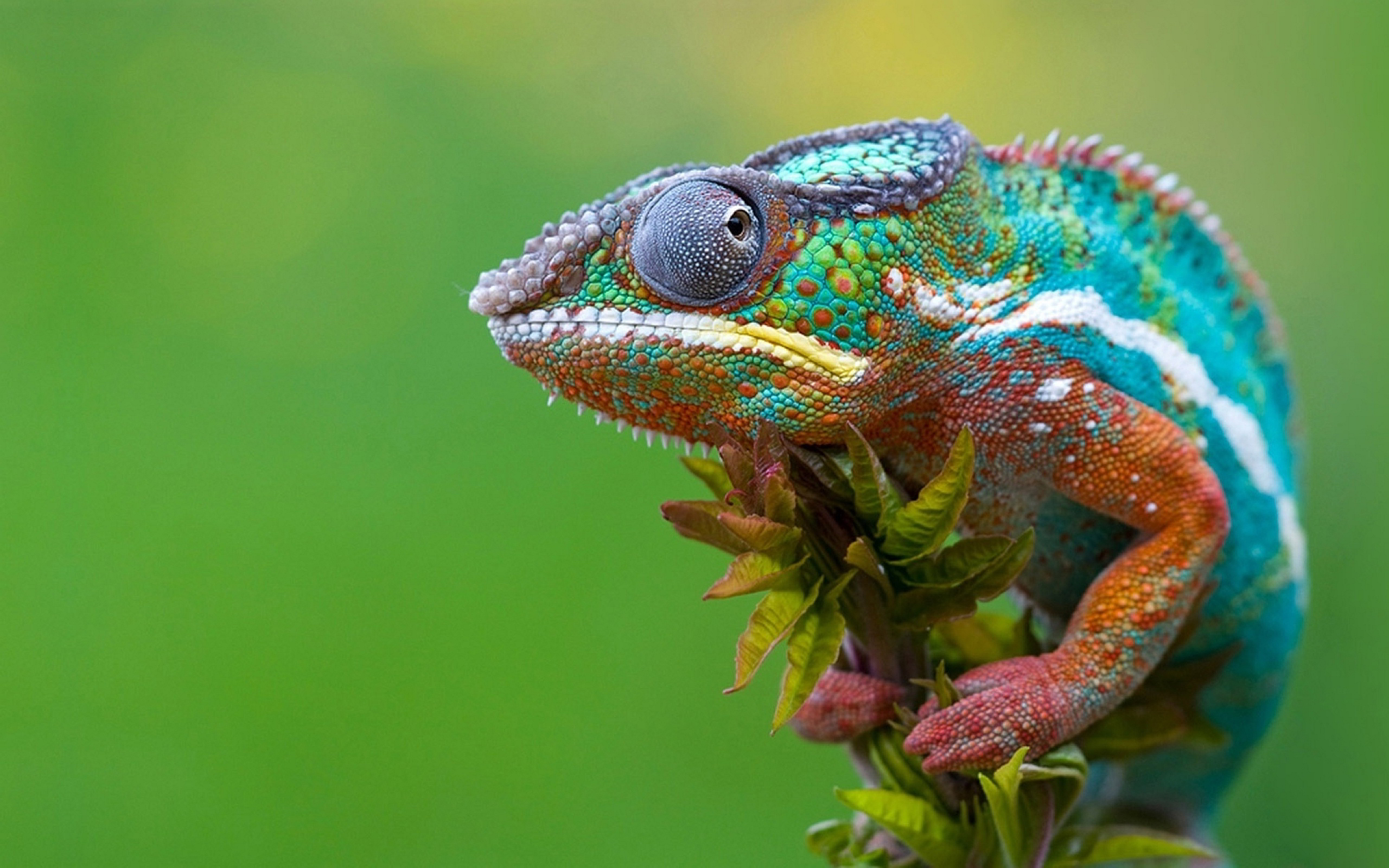 Chameleon Pictures Wallpaper 2560x1600 82412 Chameleon Pictures Wallpaper 2560x1600 82412