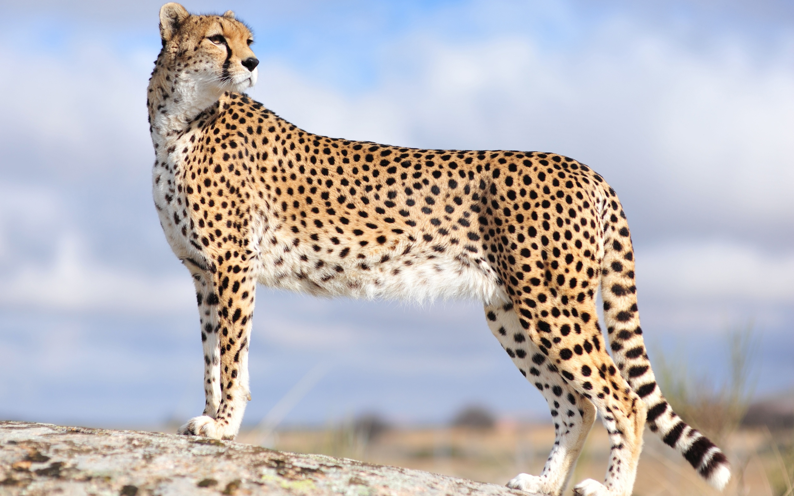 Cheetah Wallpaper 2560x1600 12240