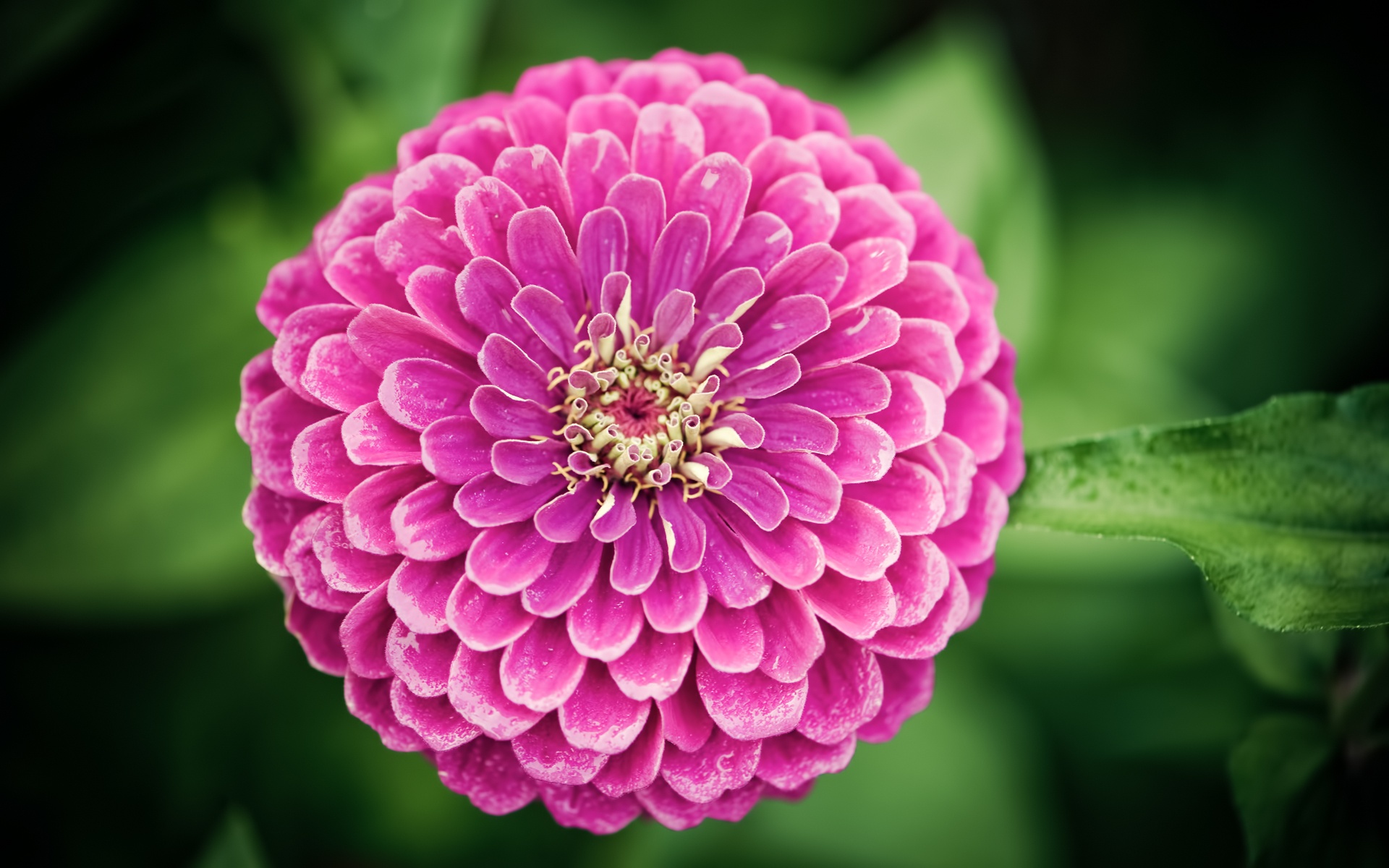Cool Flower Pictures Wallpaper 1920x1200 83289 Cool Flower Pictures Wallpaper 1920x1200 83289