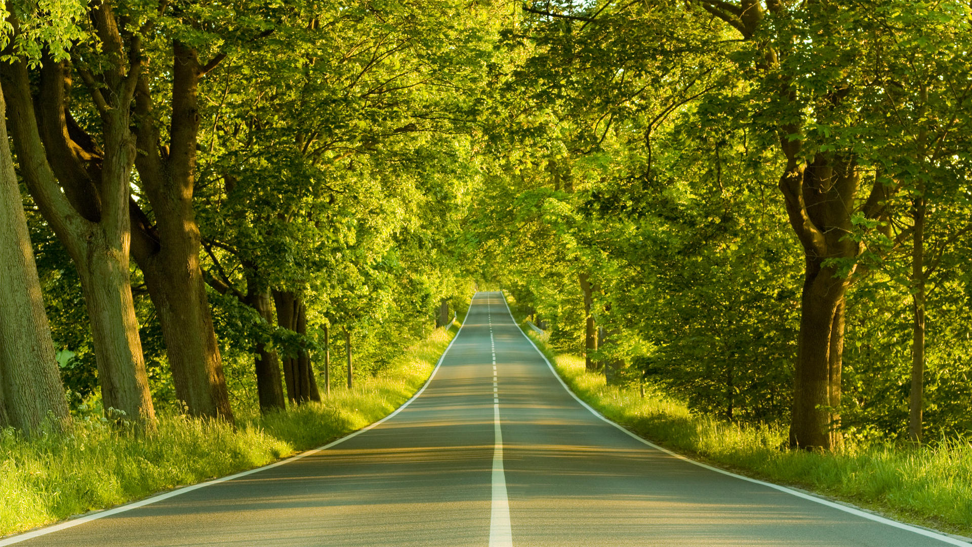 Cool Forest Road Wallpaper 1920x1080 34956