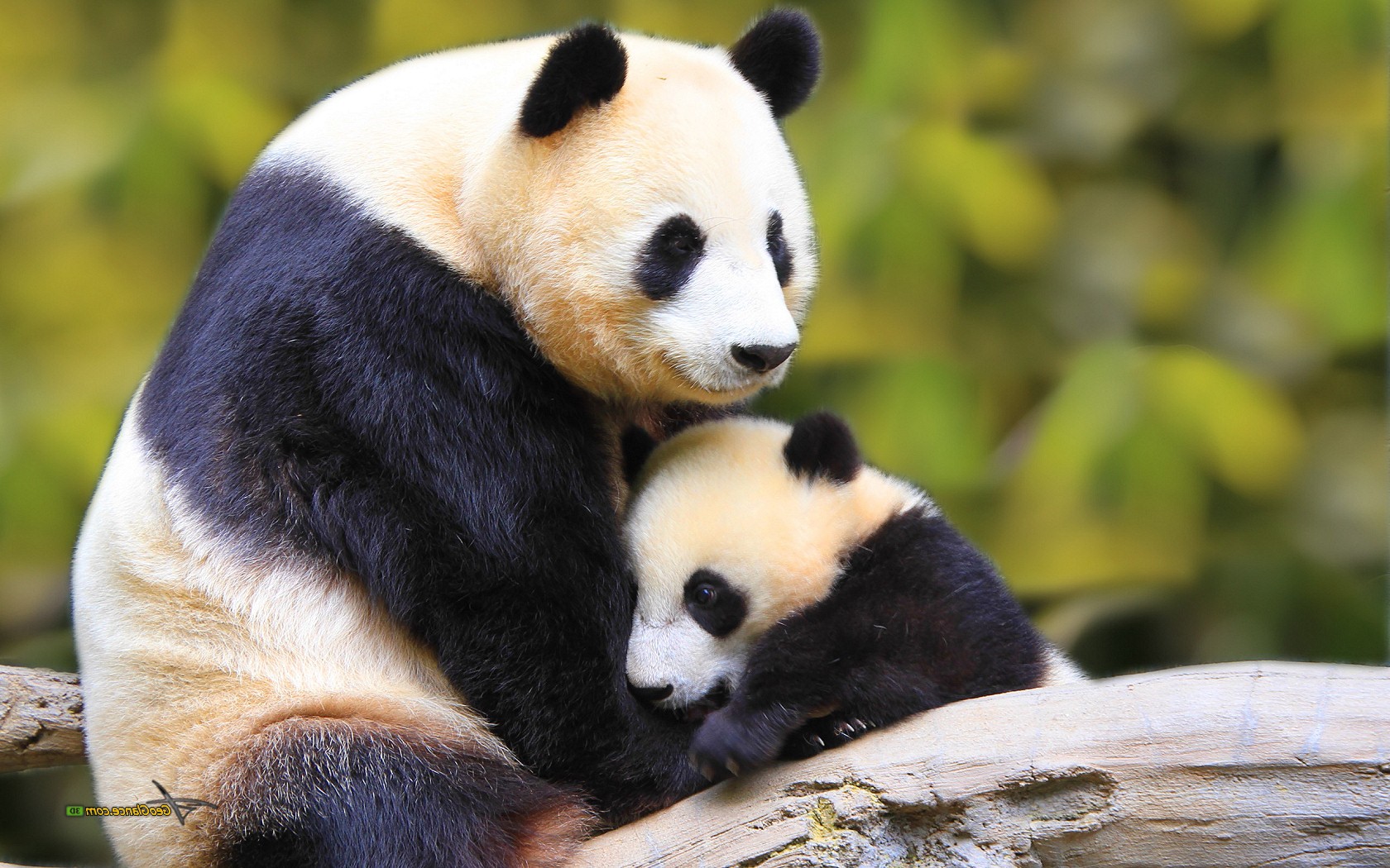 Cute Baby Panda Wallpaper 1680x1050 58292