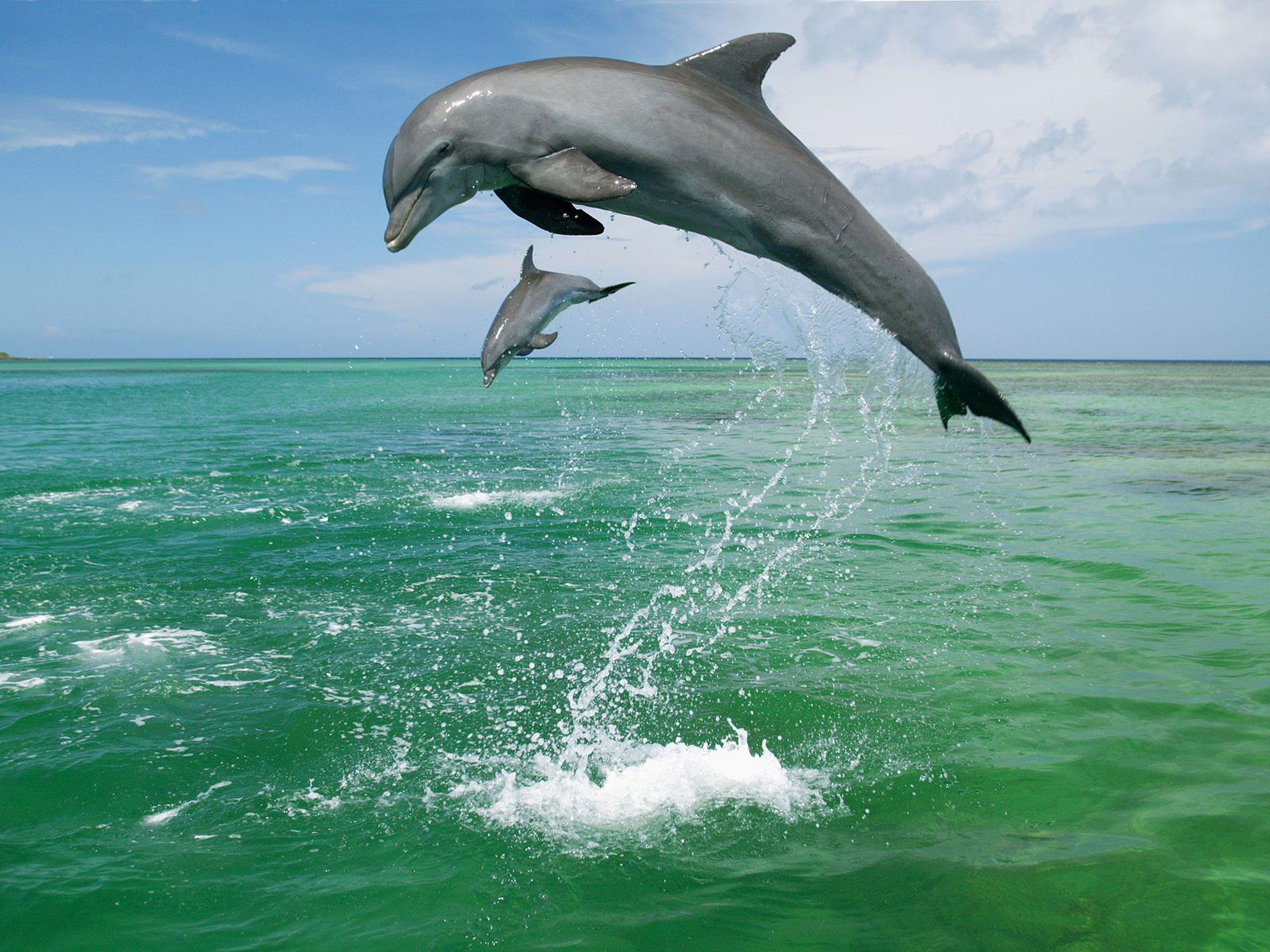 Dolphin Wallpaper 2560x1920 58373 Dolphin Wallpaper 2560x1920 58373