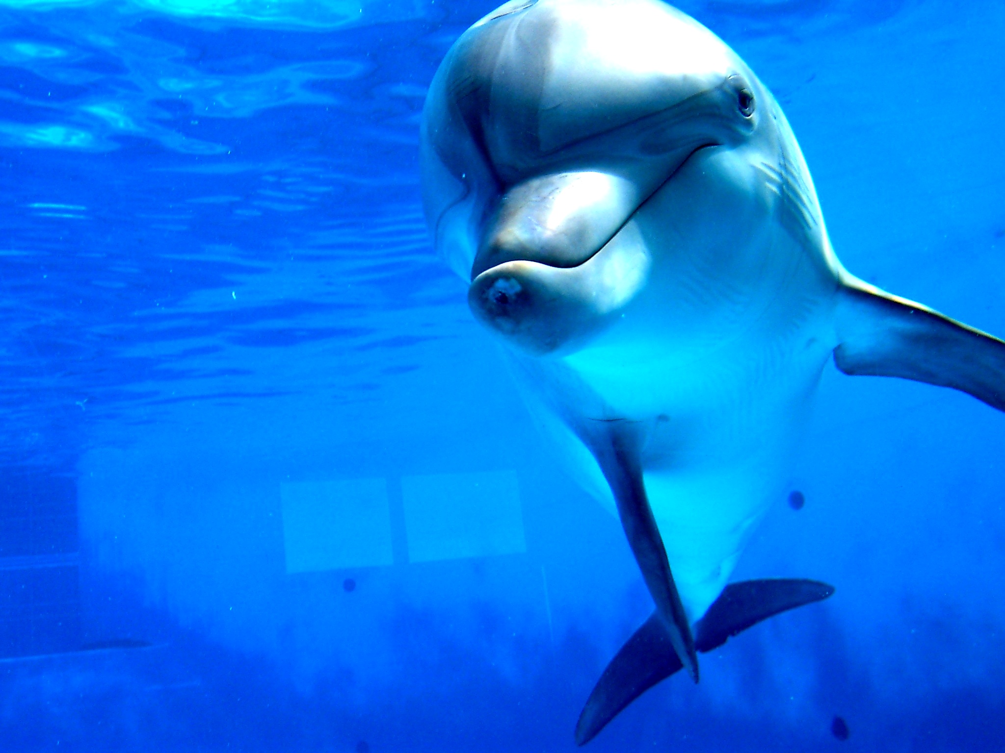 Dolphin Wallpaper 2048x1536 46075 Dolphin Wallpaper 2048x1536 46075