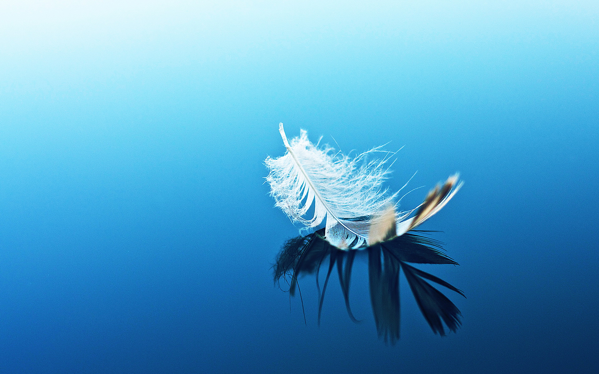 Feather Wallpaper 1920x1200 56065 Feather Wallpaper 1920x1200 56065