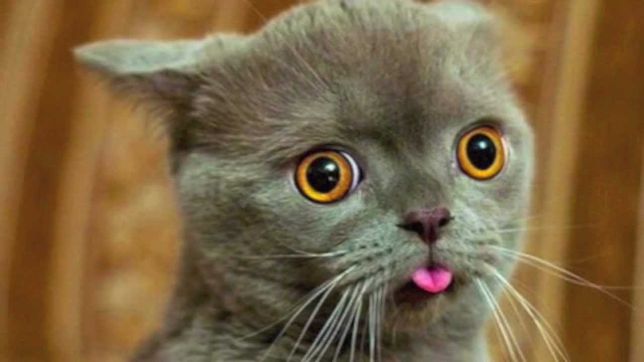 Funny Cat Face Wallpaper 1280x720 13209 Funny Cat Face Wallpaper 1280x720 13209