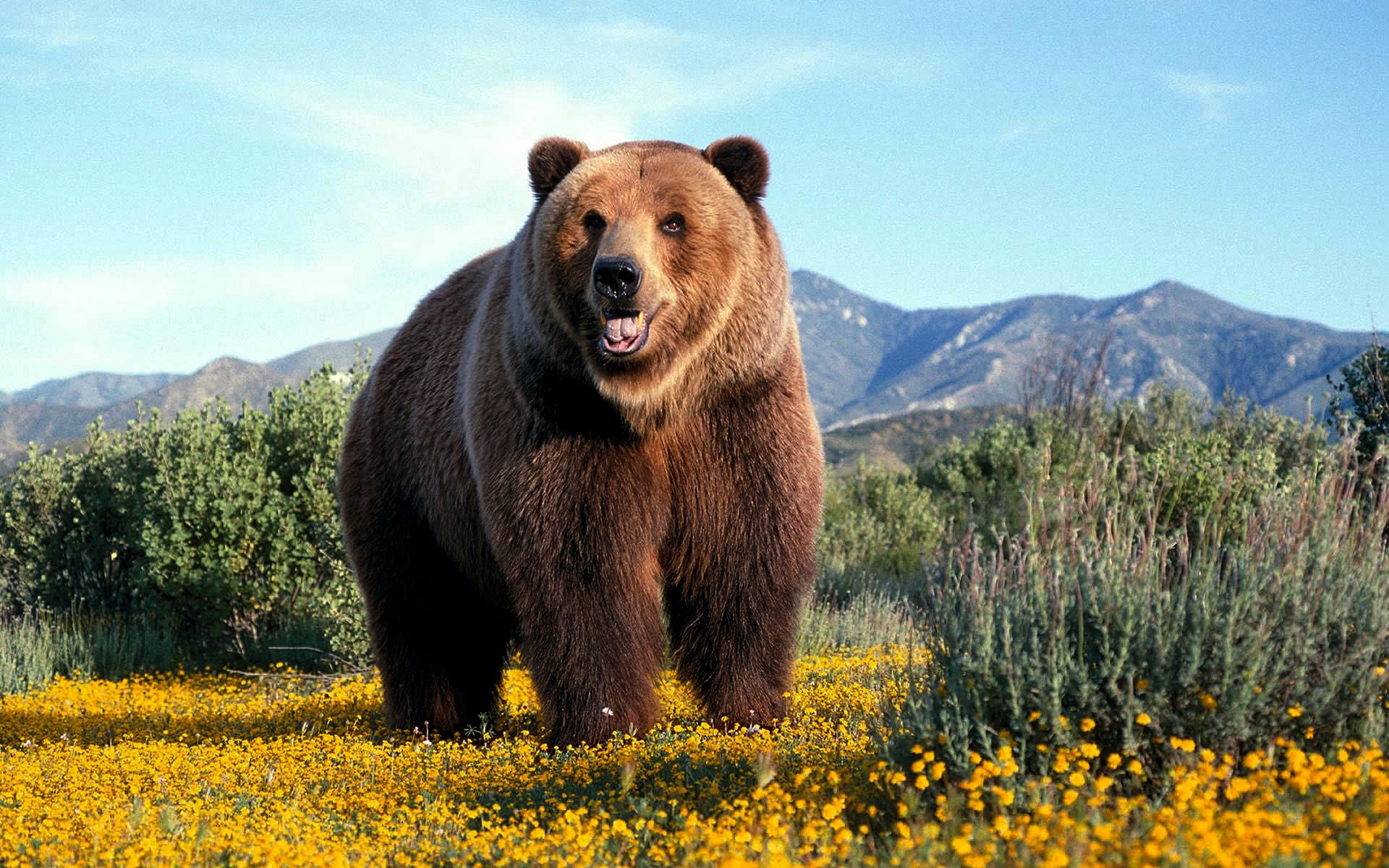 Grizzly Bear Wallpaper 1920x1200 58575 Grizzly Bear Wallpaper 1920x1200 58575