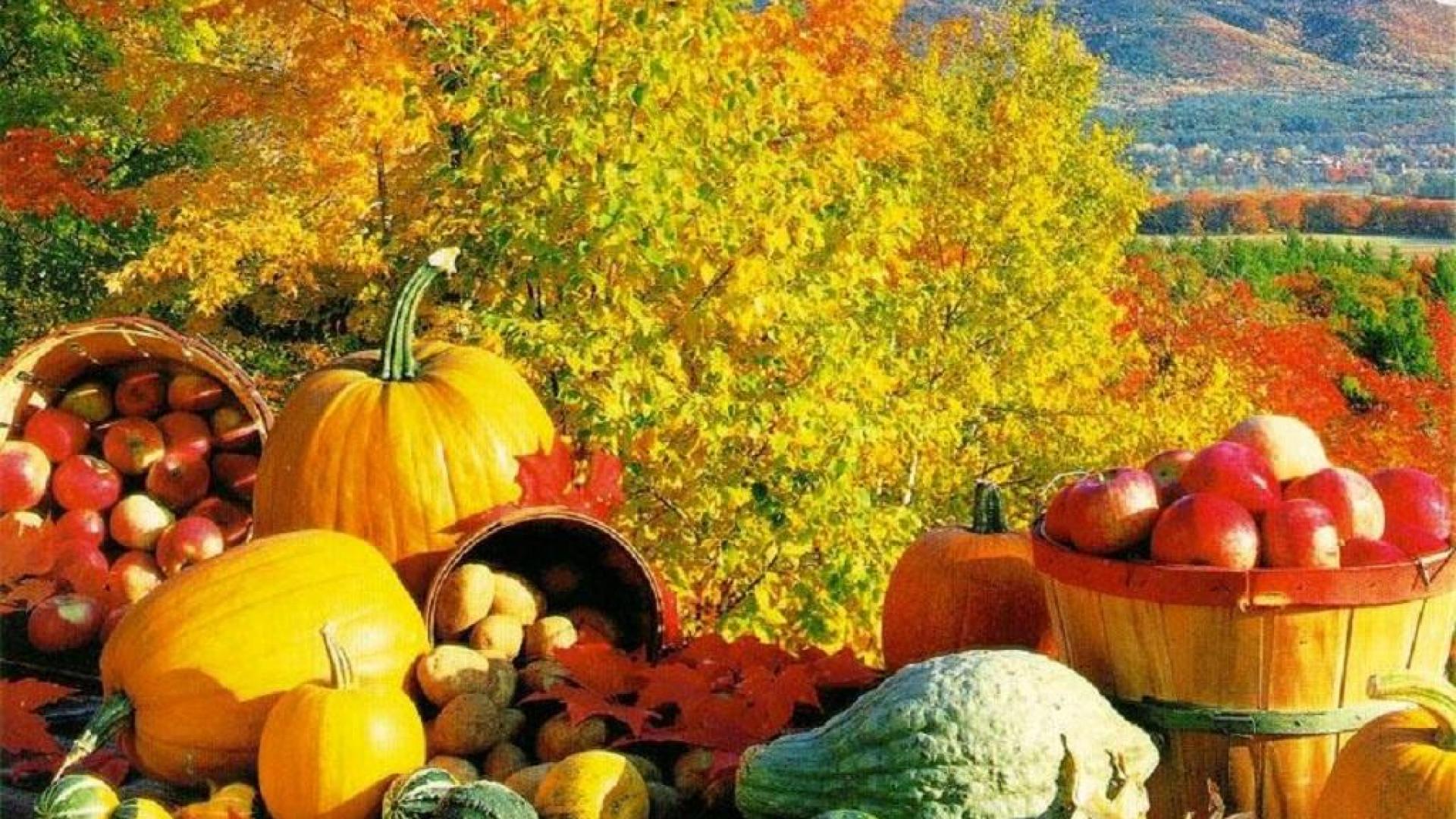 Harvest Wallpaper 1920x1080 59731