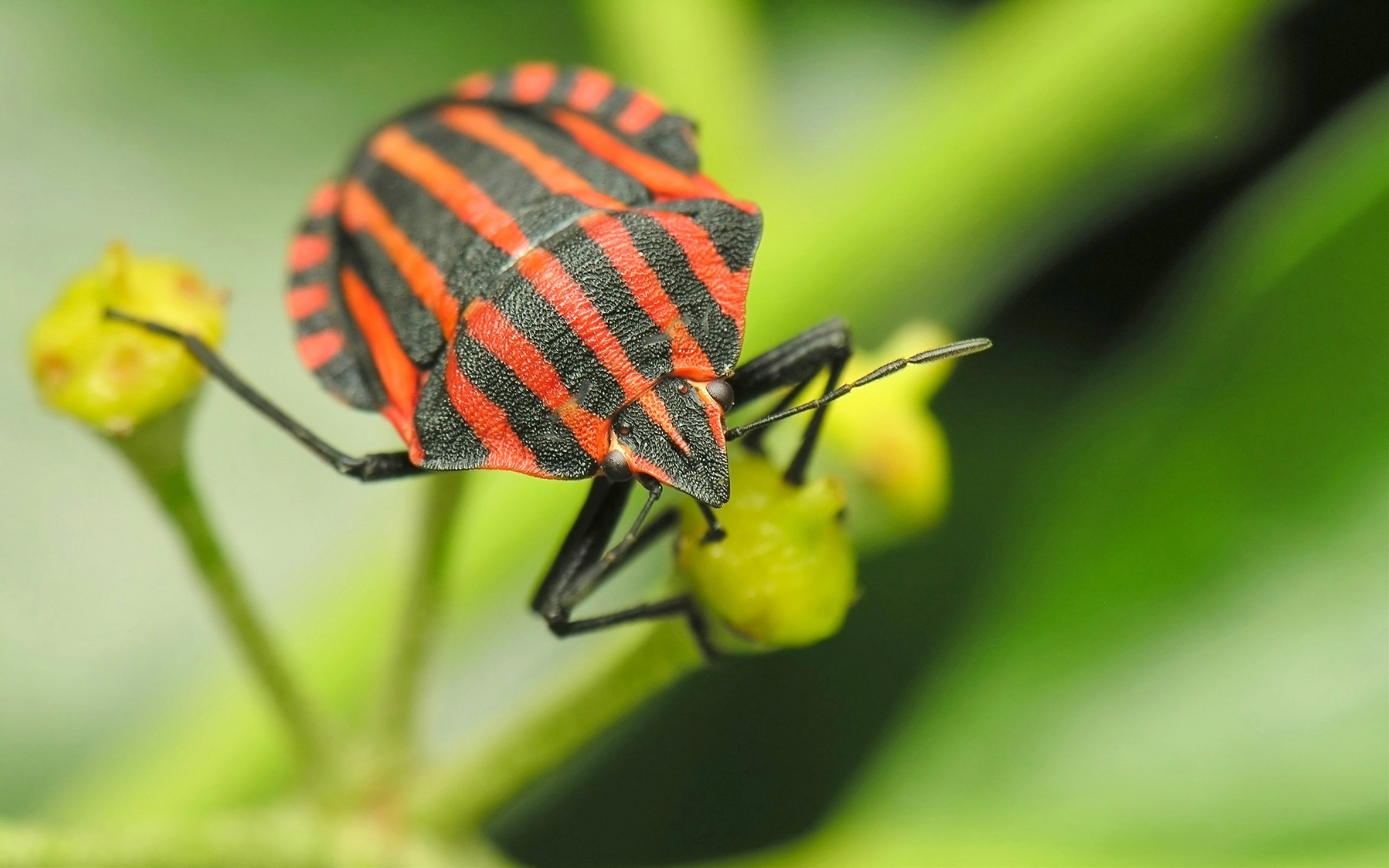 Insect S Wallpaper 2560x1600 6542 Insect S Wallpaper 2560x1600 6542
