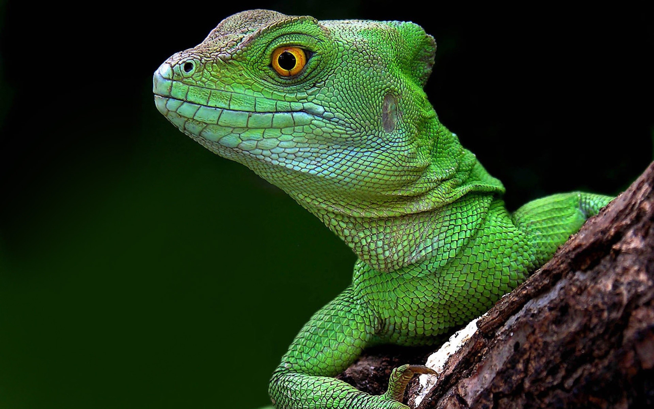 Lizard Wallpaper 2560x1600 58733