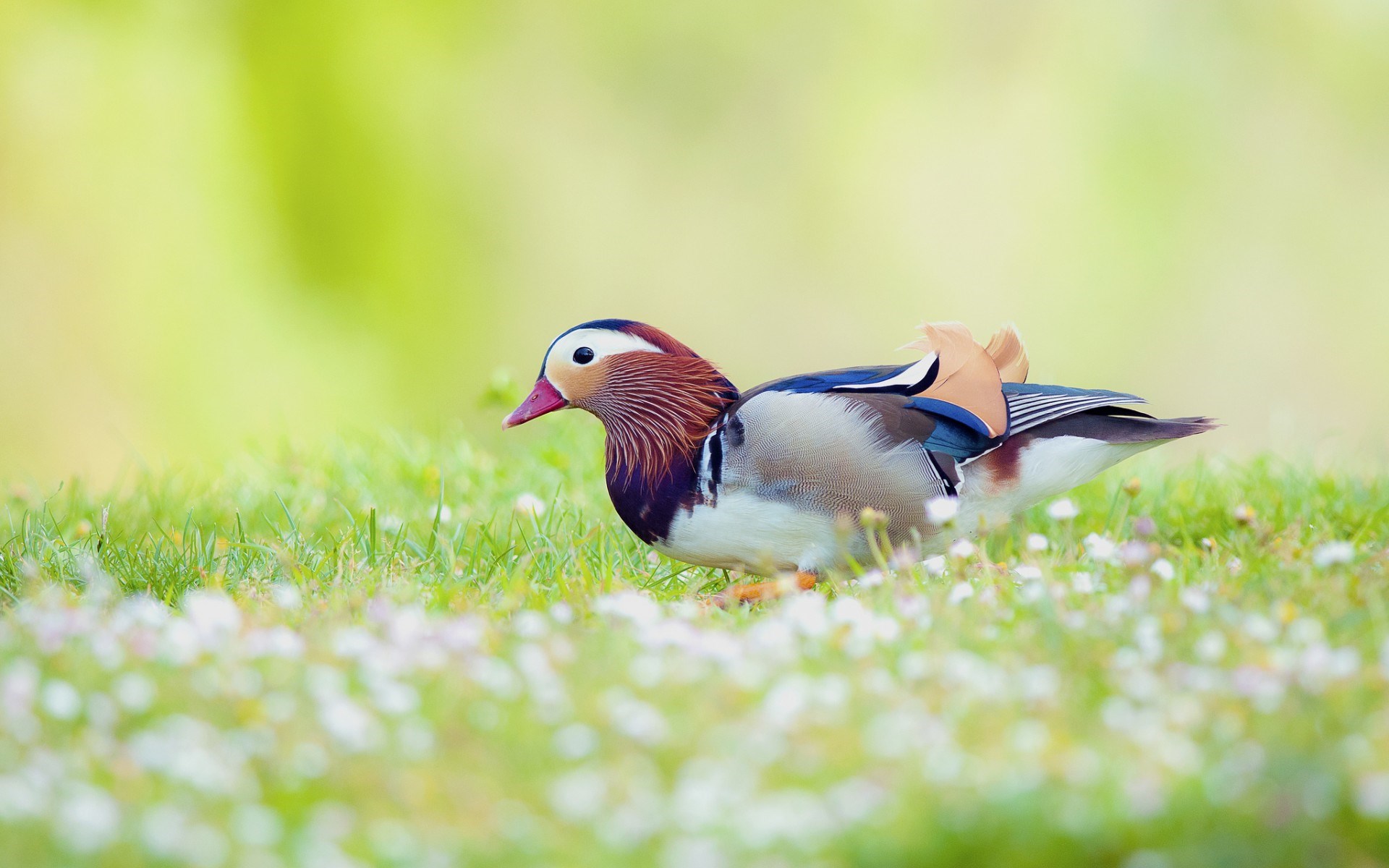 Mandarin Duck Bird Field Wallpaper 1920x1200 13782 Mandarin Duck Bird Field Wallpaper 1920x1200 13782