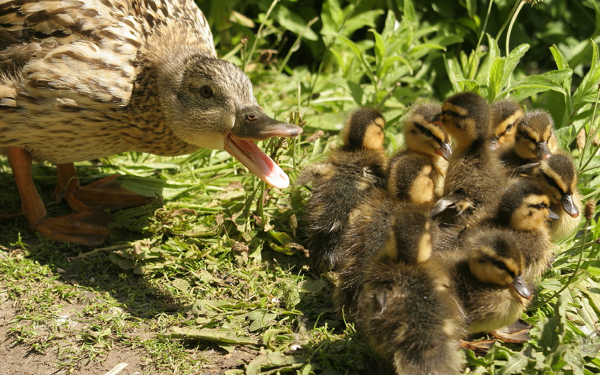 Mother Duck And Babies Wallpaper 1920x1200 13814 Mother Duck And Babies Wallpaper 1920x1200 13814