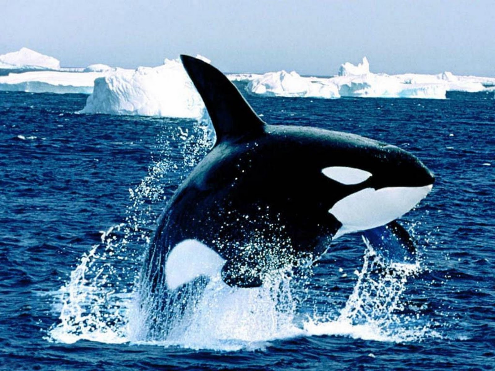 Orca Whales Wallpaper 1600x1200 58863 Orca Whales Wallpaper 1600x1200 58863
