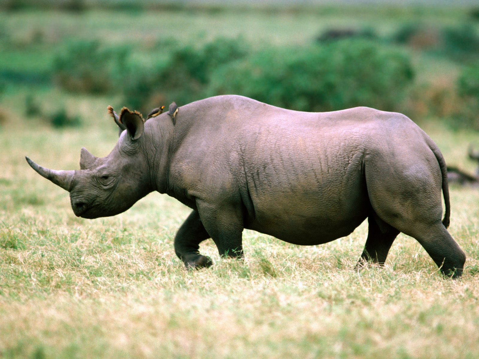 Rhino Wallpaper 1600x1200 82547 Rhino Wallpaper 1600x1200 82547
