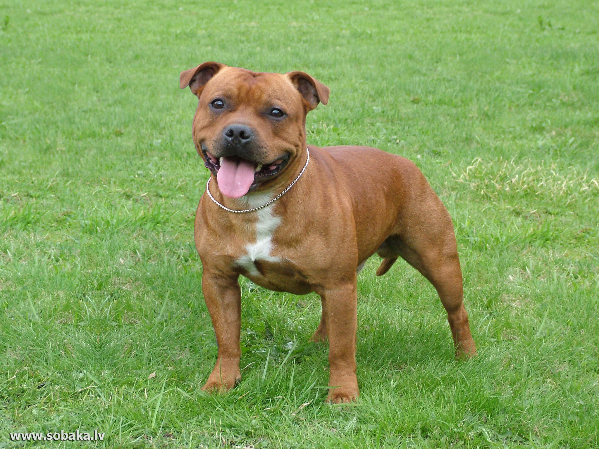 Staffordshire Bull Terrier Wallpaper 2048x1536 59135