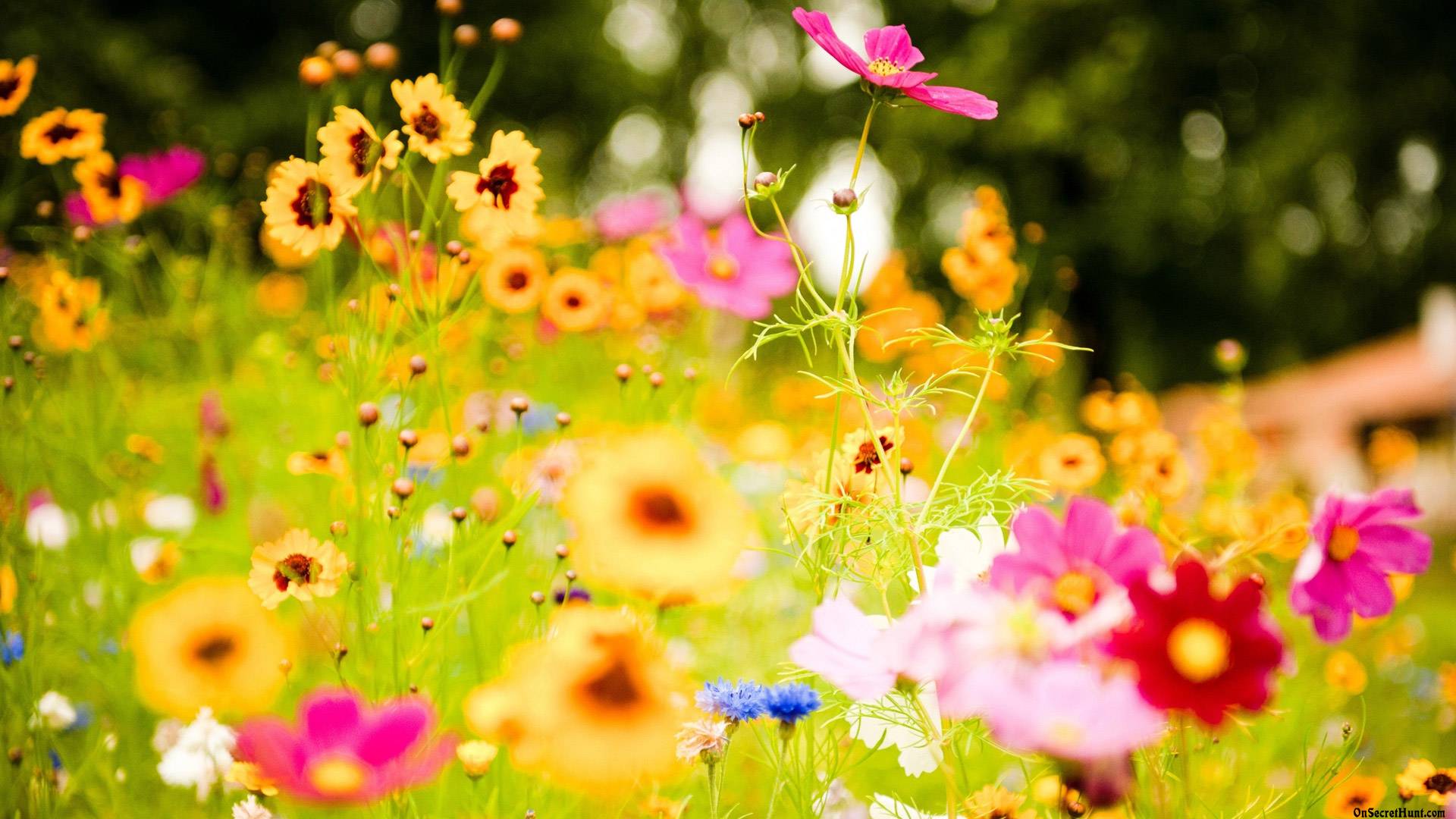 Vivid Flowers Wallpaper 1920x1080 23703 Vivid Flowers Wallpaper 1920x1080 23703